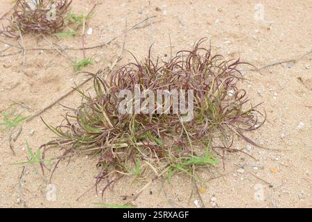Sickle Grass (Parapholis incurva) Plantae Stock Photo - Alamy