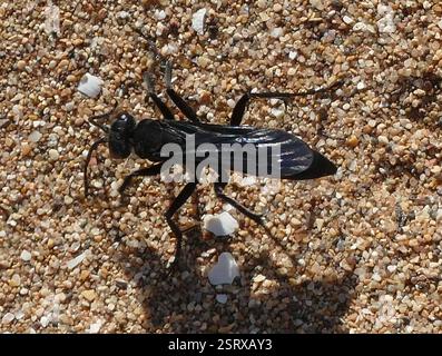 Spider Wasps (Pompilidae), Insecta, Ounagha, Marrakesh-Safi, MA Stock ...