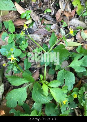 (Ranunculus silerifolius), Plantae, Kamikoshikicho Nakakoshiki ...