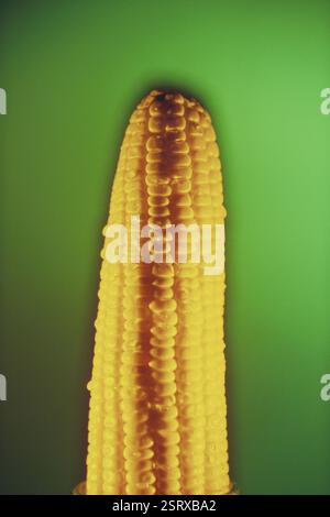 Grain studded cob maize Stock Photo - Alamy