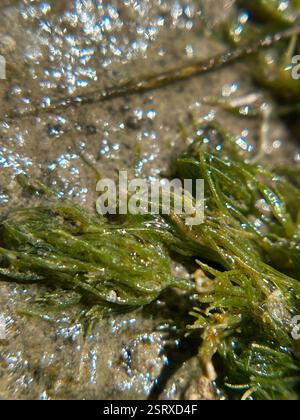 common stonewort (Chara vulgaris), Plantae, Quintana Rd, Morro Bay, CA ...