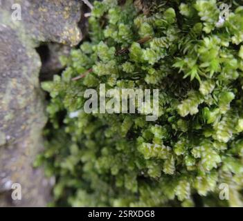 (Porella), Plantae, Powiat zawierciański, Polska, on limestone Stock ...