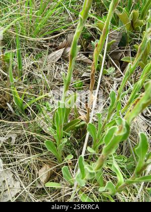 Bright Yellow Everlasting (Helichrysum aureum), Plantae, uThukela ...
