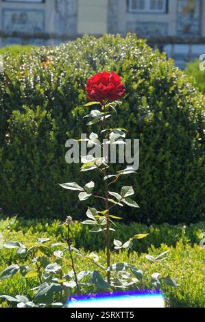 The rose is the flower represents love. Its on a nature background ...