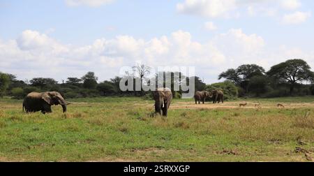 Afrikanischer Elefant im Schlamm / African elephant in the mud ...