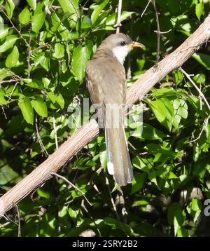 This entry on the Yellow-billed Cuckoo describes its appearance and ...
