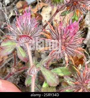 Rose clover (Trifolium hirtum) introduced invasive weed, flowering ...