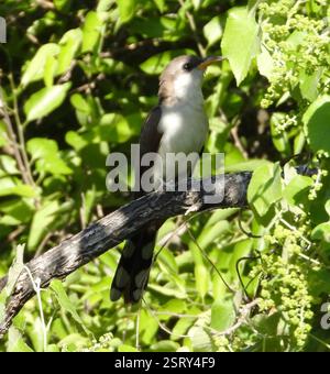This entry on the Yellow-billed Cuckoo describes its appearance and ...