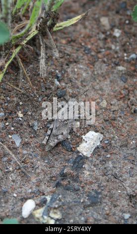 Grasshoppers (Acrididea), Insecta, 5896 State Hwy 199 Stock Photo - Alamy