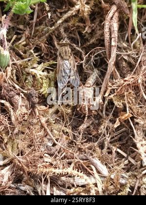 (Thereva), Insecta, Cambridge, UK Stock Photo - Alamy