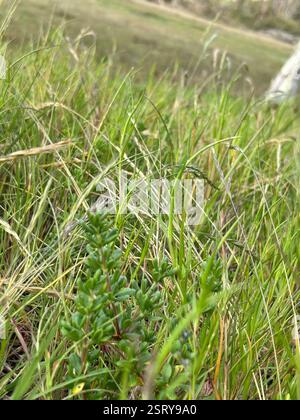 Sickle Grass (Parapholis incurva), Plantae, Sweet Springs Nature ...