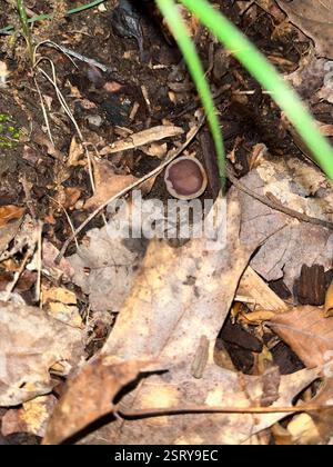 Ascomycete Fungi (Ascomycota), Fungi, County Road 4020, Crane Hill, AL ...