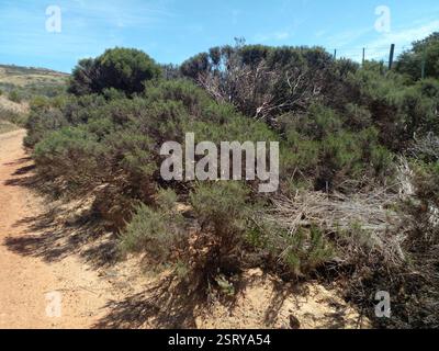 Renosterbush (Dicerothamnus rhinocerotis), Plantae, Blaauwberg ...