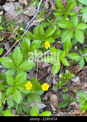 Sugarloaf Mountain, MD Stock Photo - Alamy