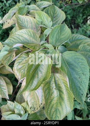 False Stinger (Pipturus argenteus), Plantae, BBND 1ZZ, British Indian ...