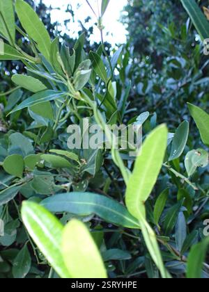 Monkey Rope (Secamone alpini), Plantae, Grootvadersbosch Garden Route ...