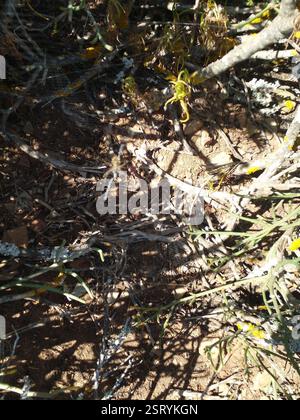 Botterboom (Tylecodon paniculatus), Plantae, Blaauwberg Conservation ...