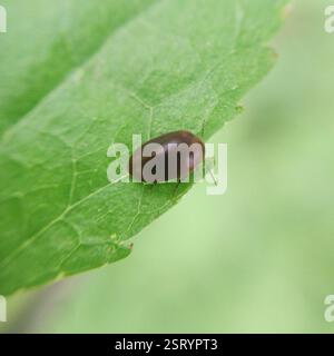 Plate-thigh Beetles (Eucinetidae), Insecta, Mladost, Sofia, Bulgaria ...