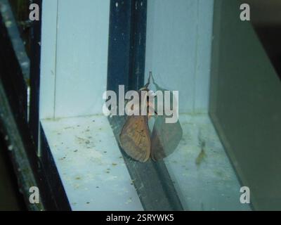 (Oxycanus rufescens), Insecta, Hobart TAS, Australia Stock Photo - Alamy