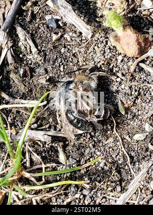 Mining Bees (Andrena), Insecta, South Park, Seattle, WA, USA Stock ...