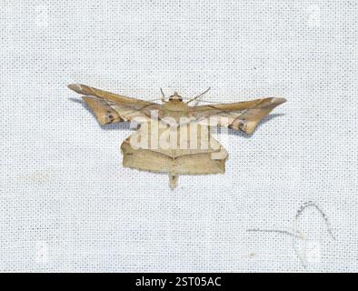 (Krananda latimarginaria), Insecta, 中国江西省上饶市婺源县 Stock Photo - Alamy