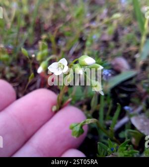 Narrow-leaved Montia (Montia linearis), Plantae, North Bonneville, WA ...