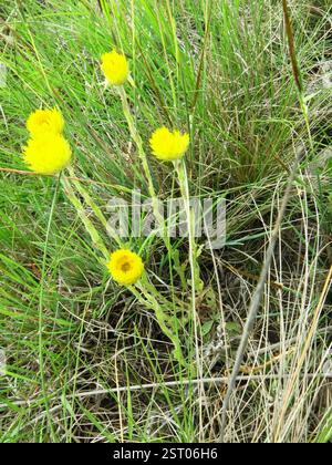 Bright Yellow Everlasting (Helichrysum aureum), Plantae, uThukela ...