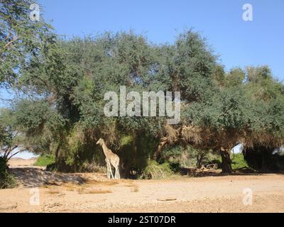 Ana tree (Faidherbia albida), Plantae, Kunene Region, Namibia, With ...