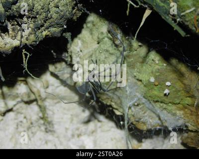 Tasmanian Cave Spider (Hickmania troglodytes), Arachnida, Truganini ...