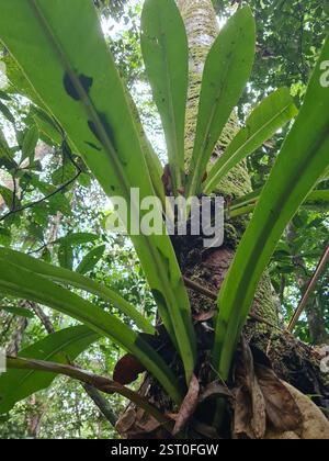 (Philodendron linnaei), Plantae, Kwakoegron, SR-BR, SR Stock Photo - Alamy