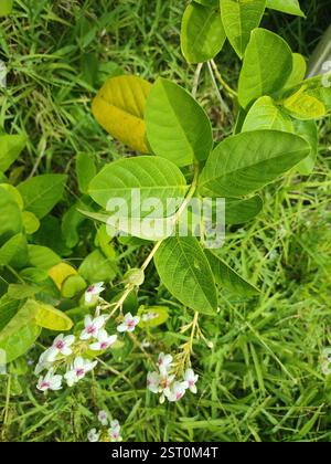 Yellow-Vein Eranthemum (Pseuderanthemum maculatum Stock Photo - Alamy