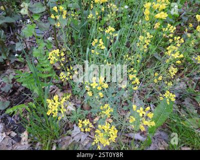 mustard family (Brassicaceae), Plantae, Allegheny County, PA, USA Stock ...