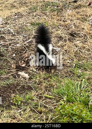 Striped Skunk (Mephitis mephitis), Mammalia, McCarthy Ranch, Milpitas ...