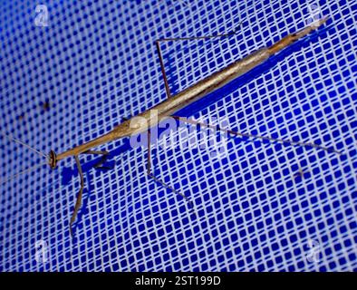 (Severinia granulata), Insecta, Route Cotiere de Safi, Ounagha ...