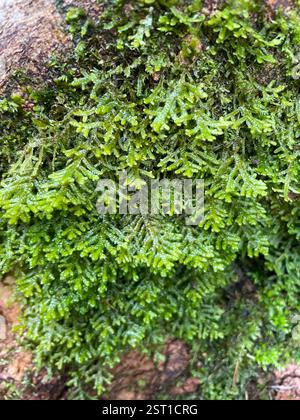 leafy liverworts (Jungermanniidae), Plantae, A827, Aberfeldy, Scotland ...