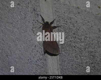 (Oxycanus rufescens), Insecta, Hobart TAS, Australia Stock Photo - Alamy
