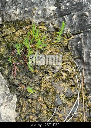 Whitlow-wort (Paronychia virginica), Plantae, West Blocton, AL, US ...