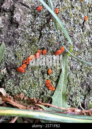 orange hobnail canker (Endothia gyrosa Stock Photo - Alamy