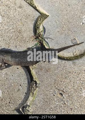Macedonian Crested Newt (Triturus macedonicus), Amphibia, Изумно ...