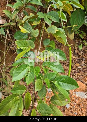 (Faboideae), Plantae, Klaaskreek, Suriname Stock Photo - Alamy