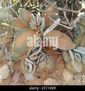 Furry Stonecrop (Crassula tomentosa) Plantae Stock Photo - Alamy