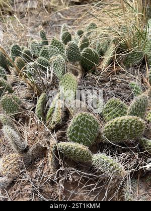 Prickly Pears (Opuntia), Plantae, Flaming Gorge National Recreation ...