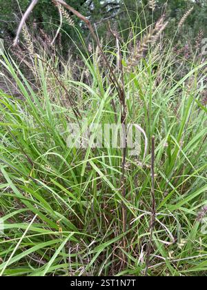 buffelgrass (Cenchrus ciliaris), Plantae, Texas, US Stock Photo - Alamy