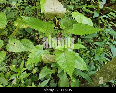 Wineberry (Aristotelia serrata), Plantae, Mākara, Wellington, New ...