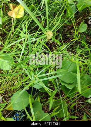 Aromatic Kyllinga (Cyperus aromaticus), Plantae, British Indian Ocean ...