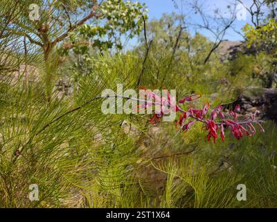 dryander's grevillea (Grevillea dryandri), Plantae, Kakadu NT 0822 ...