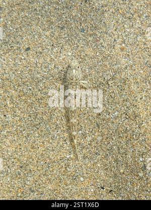 Common Goby (Pomatoschistus microps), Actinopterygii, North Ayrshire ...
