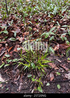 common hairy woodrush (Luzula acuminata acuminata), Plantae, Jackson ...