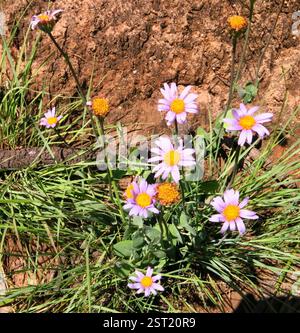 Grey-leaf Aster (Afroaster perfoliatus), Plantae, uThukela District ...