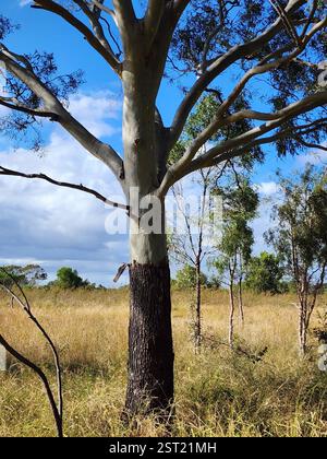 Carbeen (Corymbia tessellaris), Plantae, Bouldercombe QLD 4702 ...